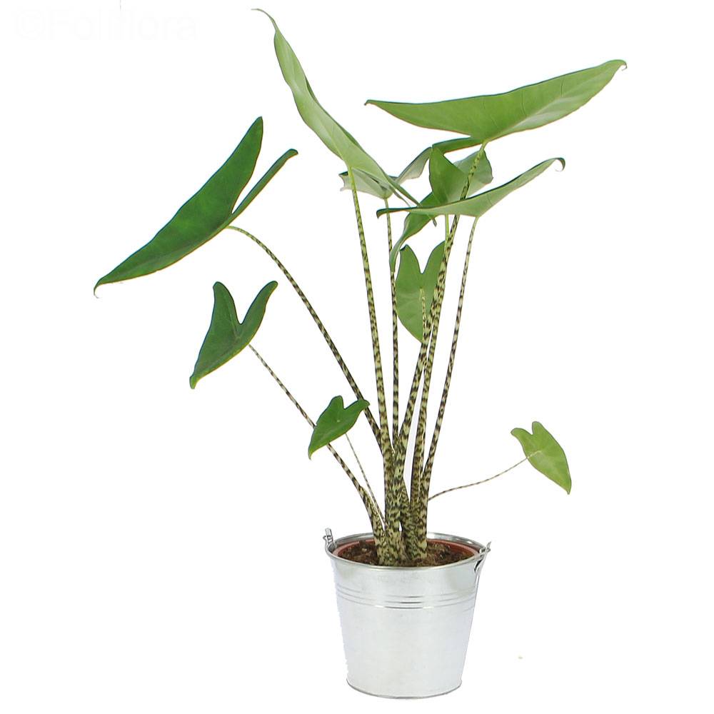 Delivery zebra alocasia - Rare Plants - Foliflora
