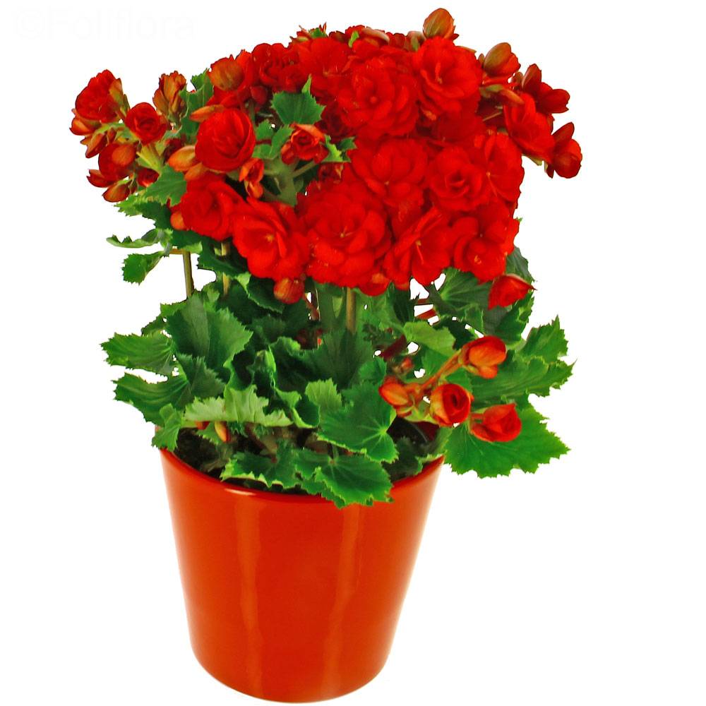 Red begonia delivery - Flowering plant - Foliflora