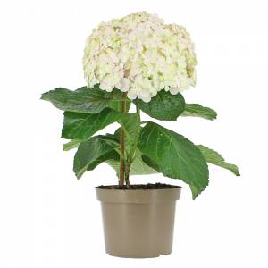 Hortensia Tige - Livraison Plante fleurie - Foliflora