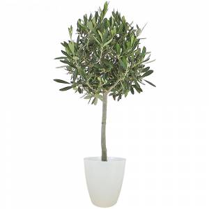 Livraison olivier tige - 40 cm - Fruitier - Foliflora