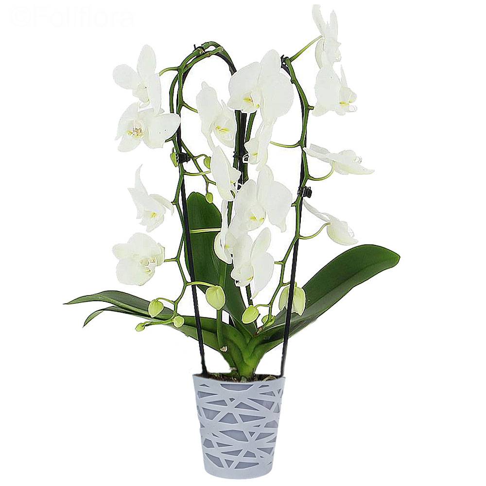 Livraison phalaenopsis cascade (2 branches) - Orchidée - Foliflora