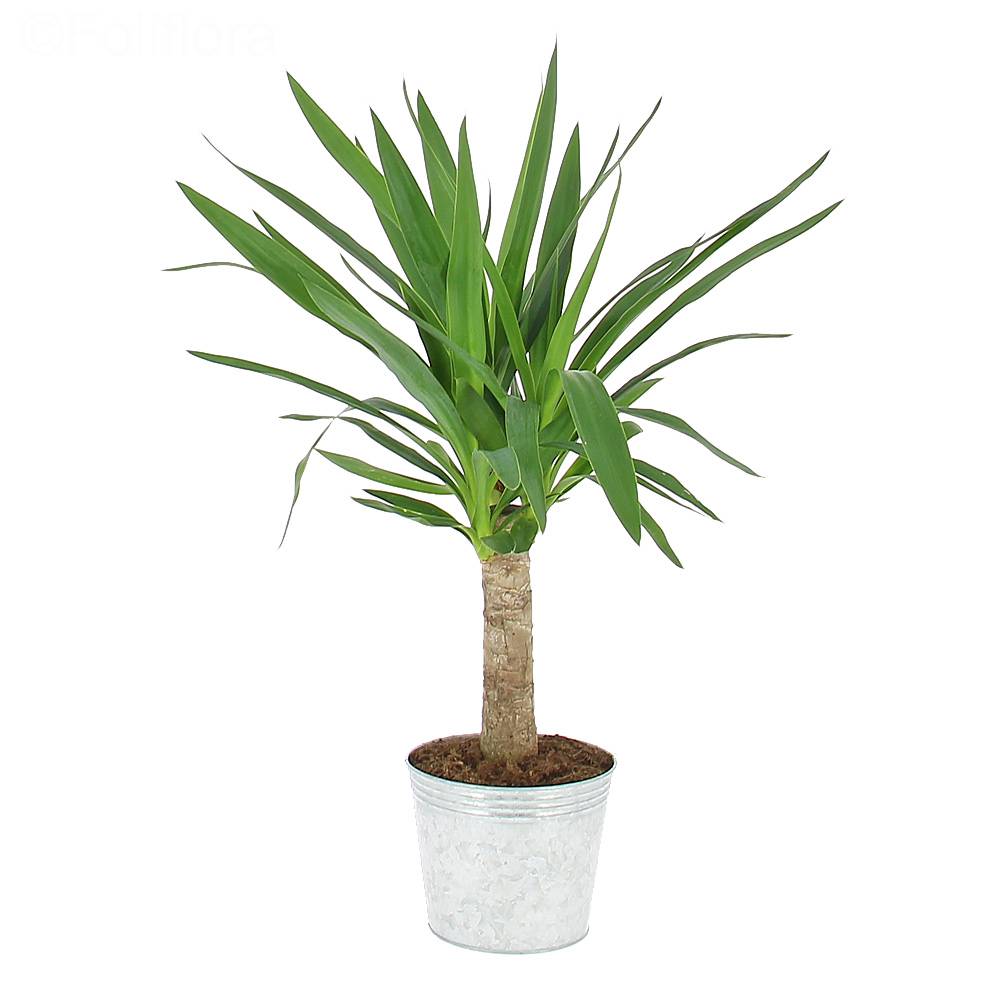 Yucca delivery - Green plant - Foliflora